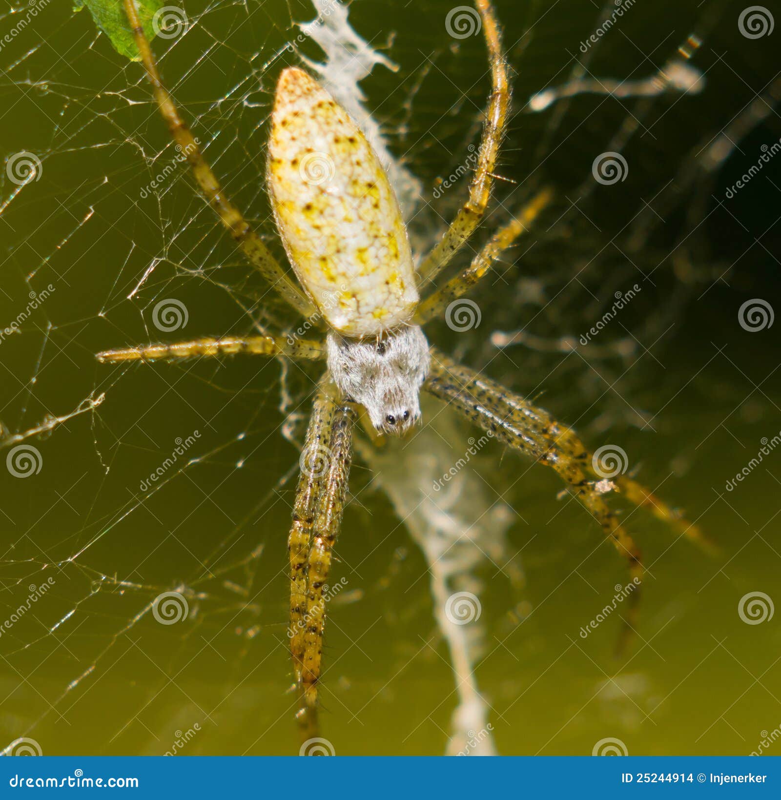 The spider ambushes stock photo. Image of insect, feelers - 25244914