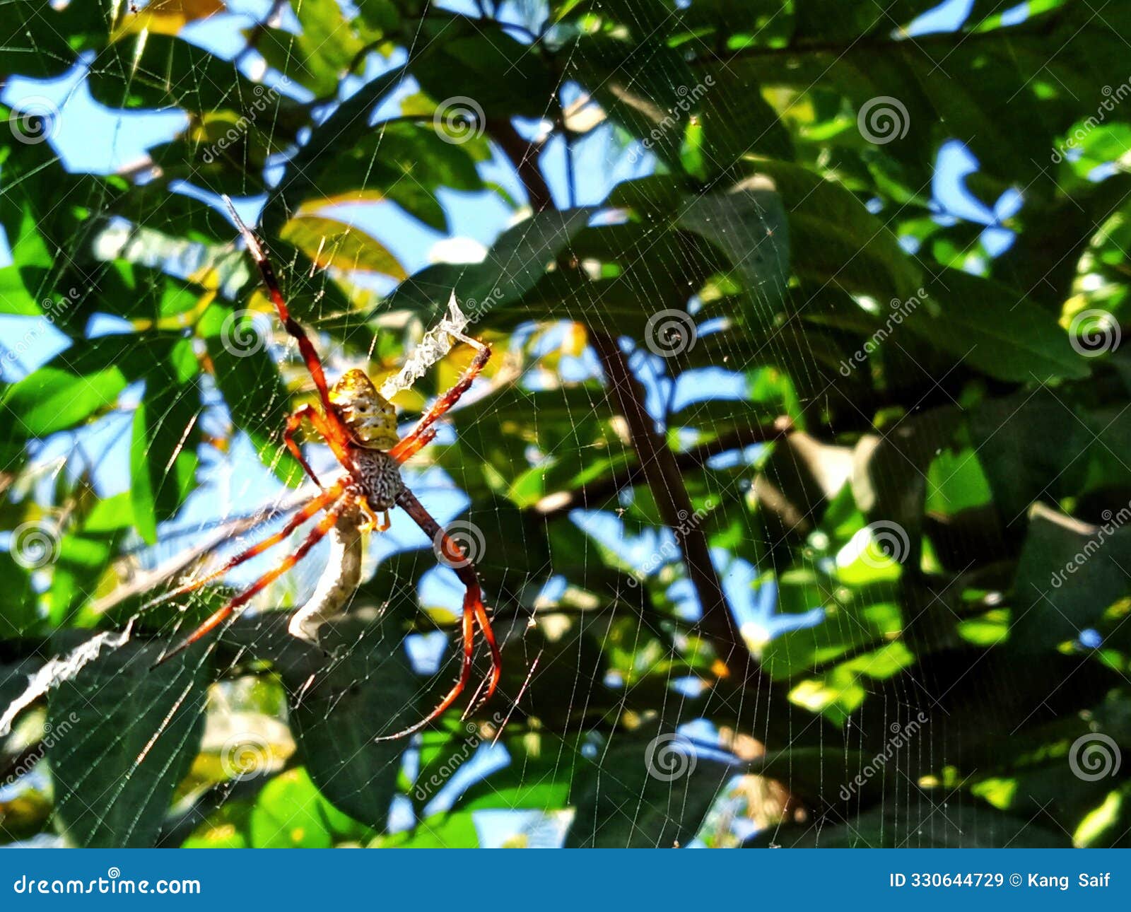 Spider Animal with Close Up Horizontal View Stock Image - Image of ...