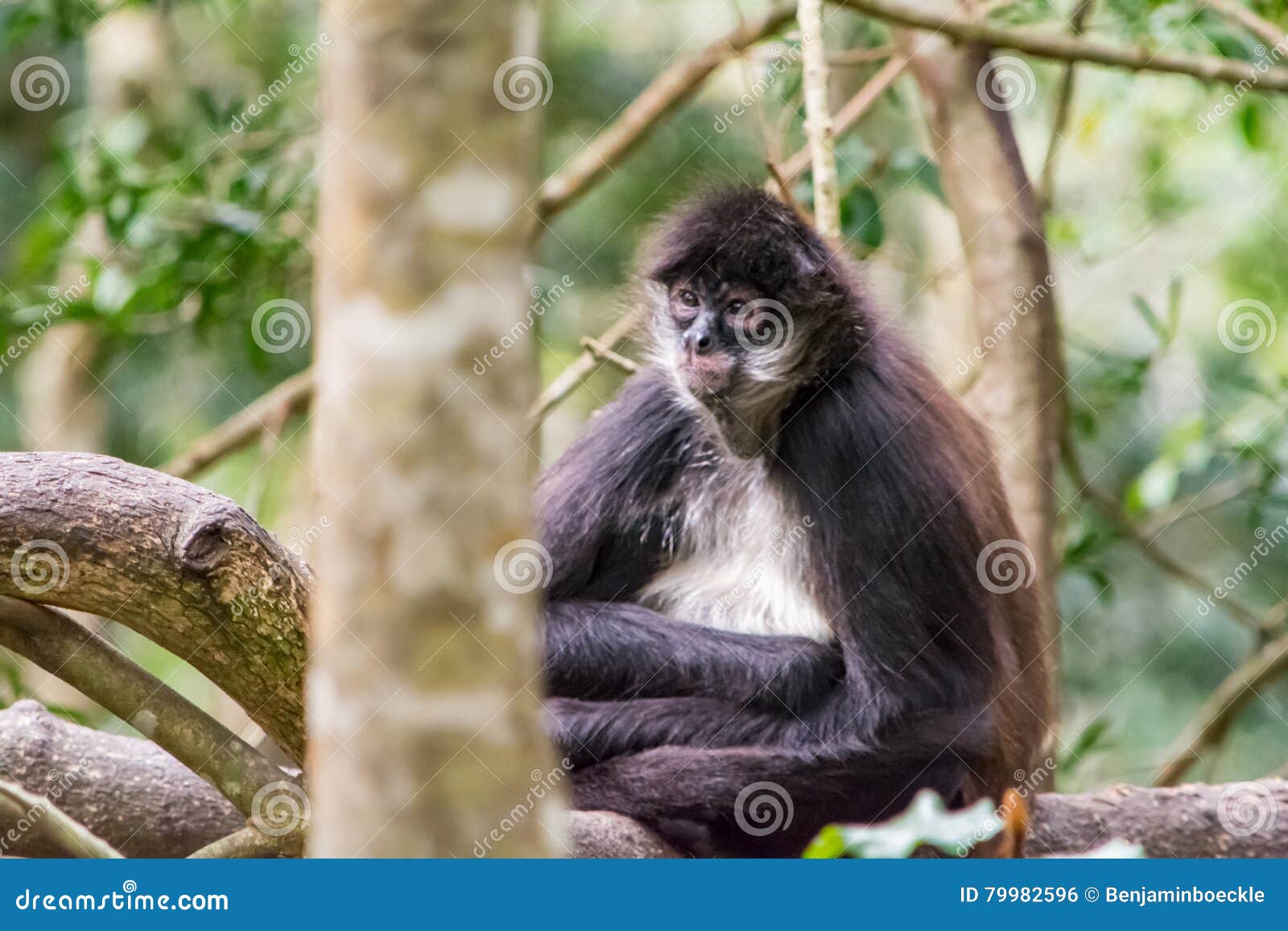 Spider Ape Sitting on a Tree in Jungle Stock Photo - Image of portrait ...
