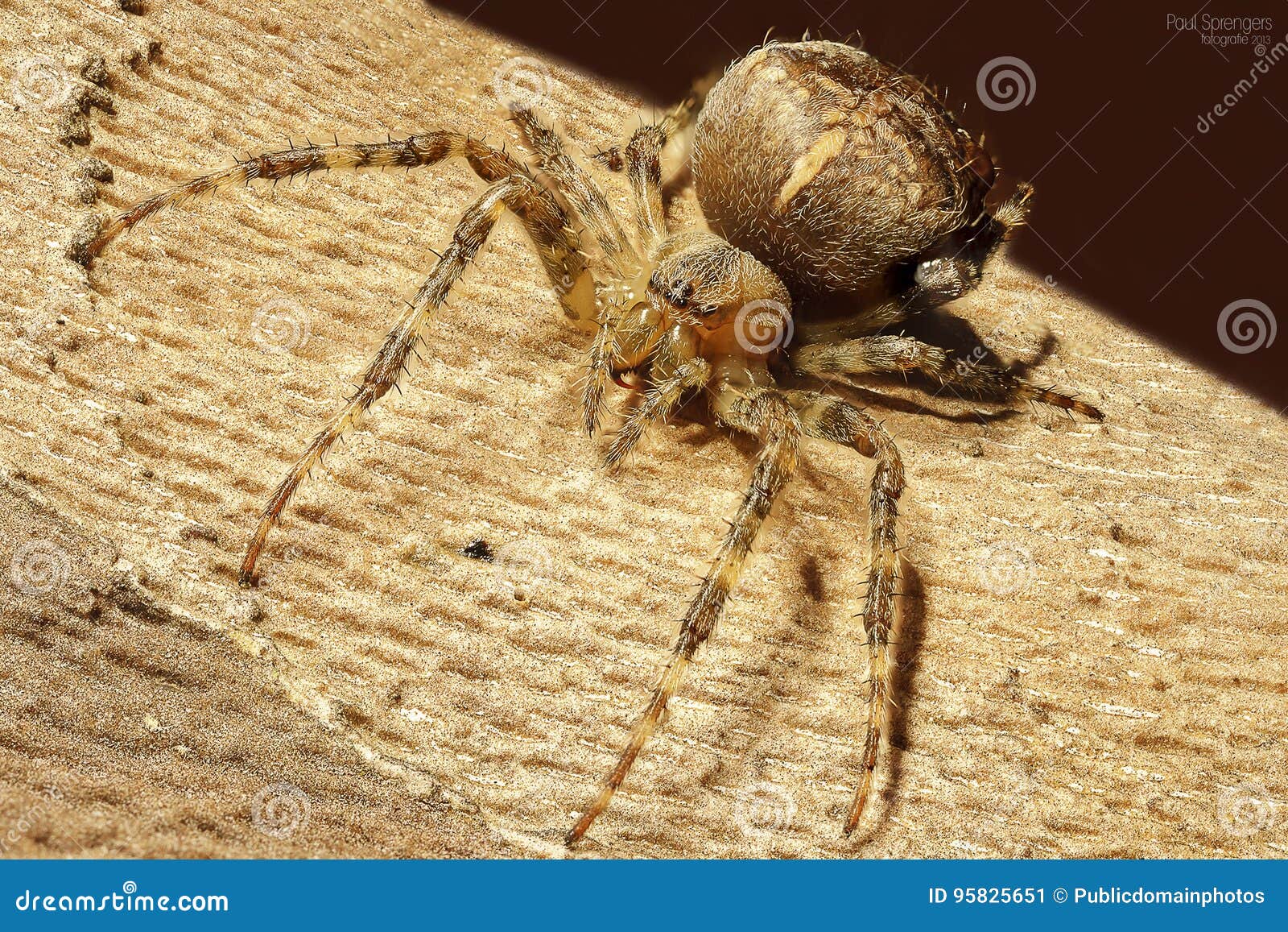 Spider, Arachnid, Insect, Invertebrate Picture. Image: 95825651