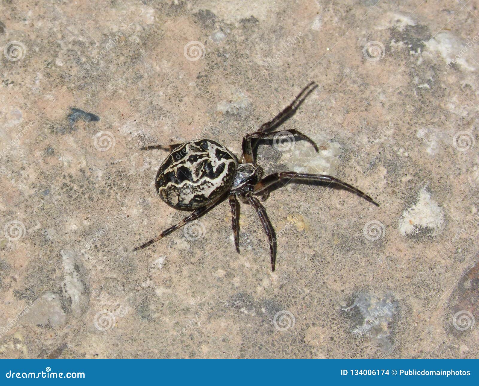 Spider, Arachnid, Invertebrate, Araneus Picture. Image: 134006174