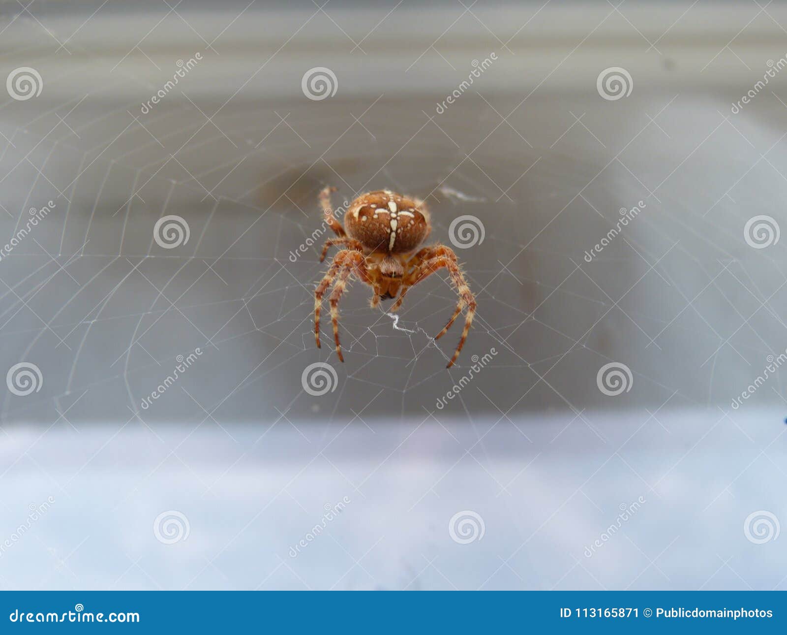 Spider, Arachnid, Invertebrate, Arthropod Picture. Image: 113165871