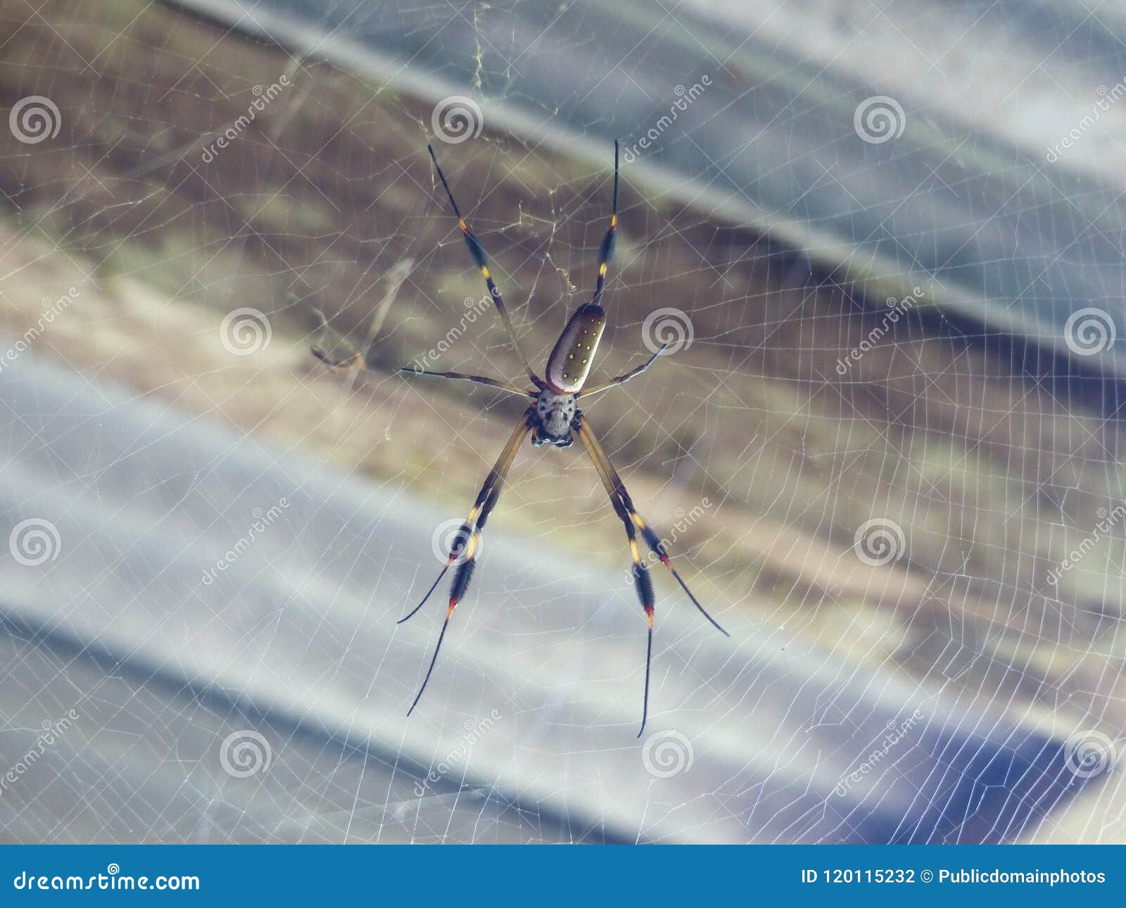 Spider, Arachnid, Invertebrate, Arthropod Picture. Image: 120115232