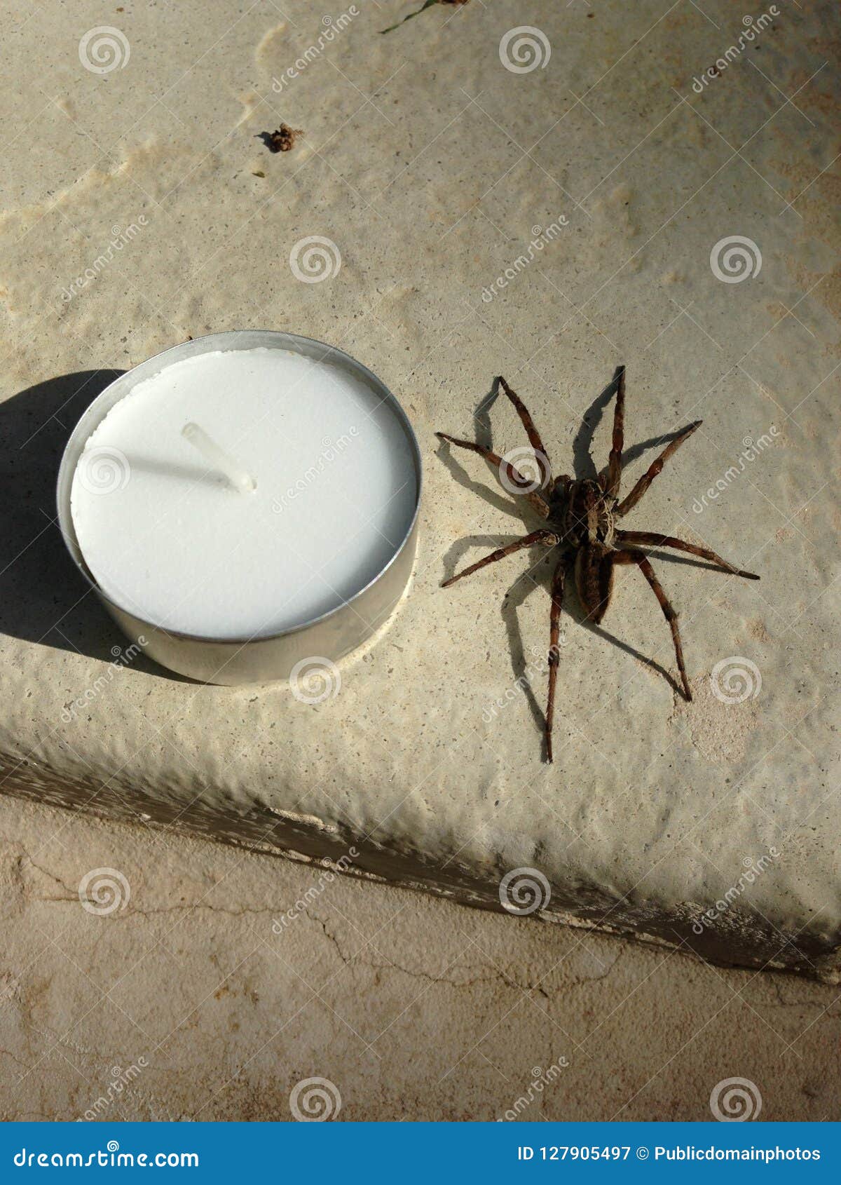 Spider, Arachnid, Invertebrate, Arthropod Picture. Image: 127905497