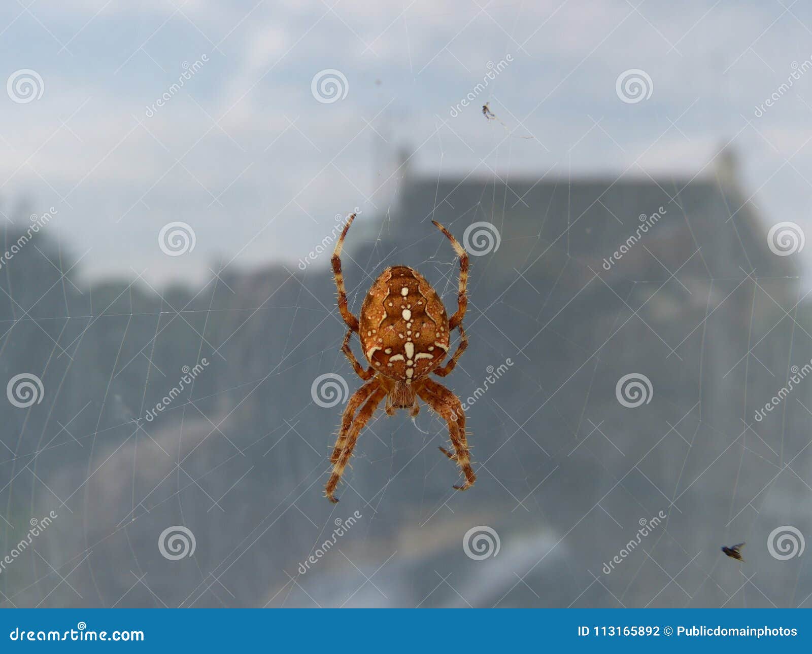 Spider, Arachnid, Invertebrate, Orb Weaver Spider Picture. Image: 113165892