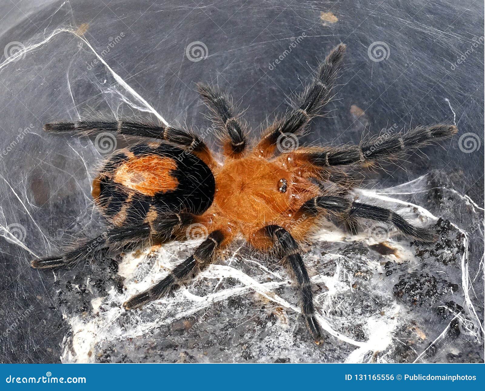 Spider, Arachnid, Tarantula, Invertebrate Picture. Image: 131165556