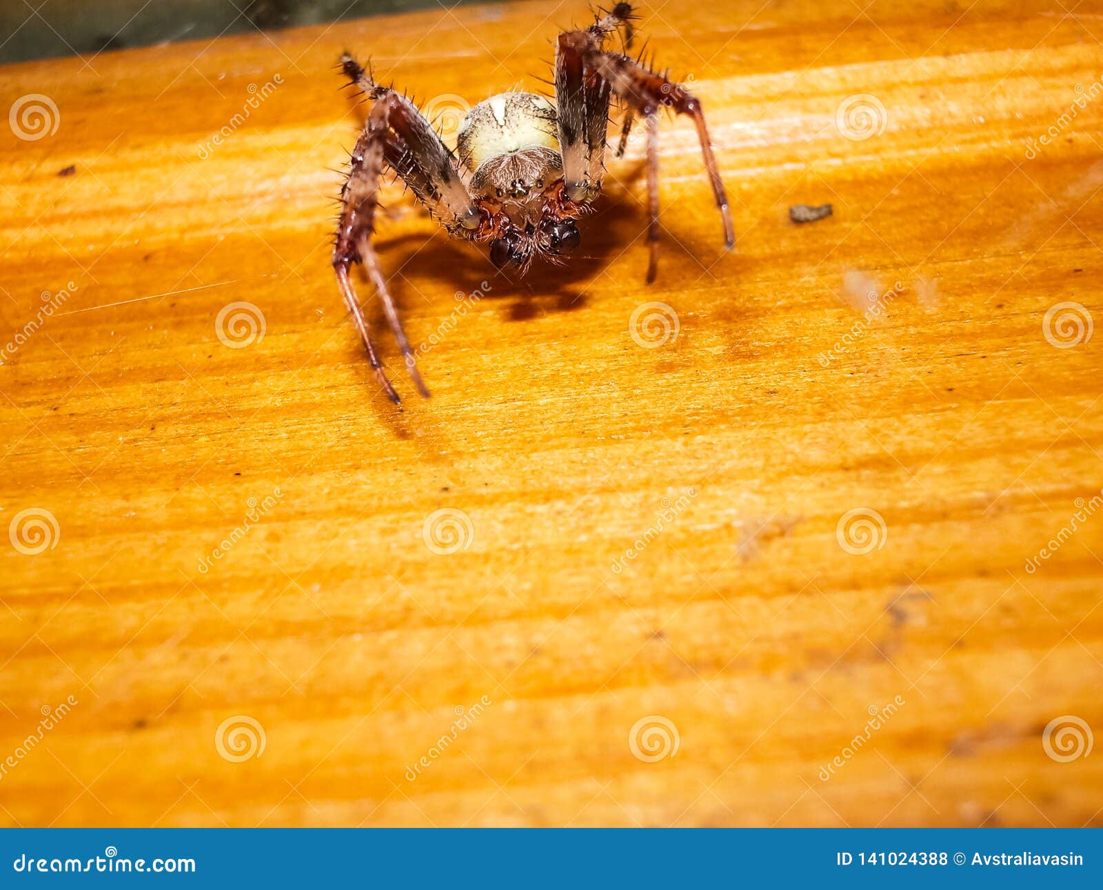 Spider arthropod animal stock photo. Image of ecology - 141024388