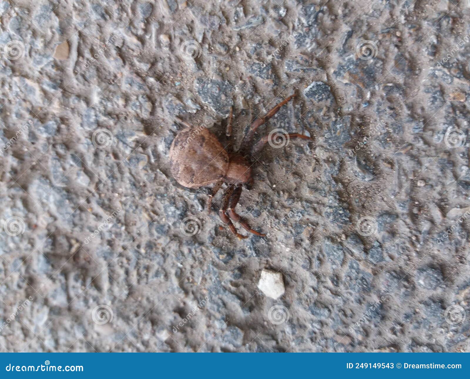 Spider on asphalt stock image. Image of arthropod, wildlife - 249149543