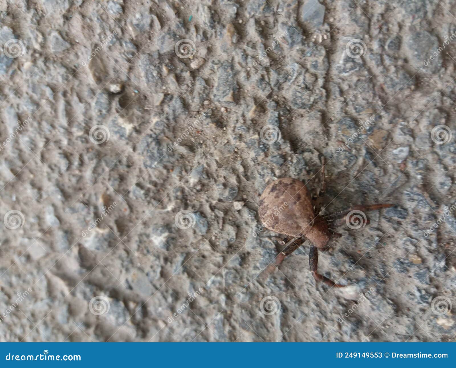 Spider on asphalt stock image. Image of rock, arthropod - 249149553