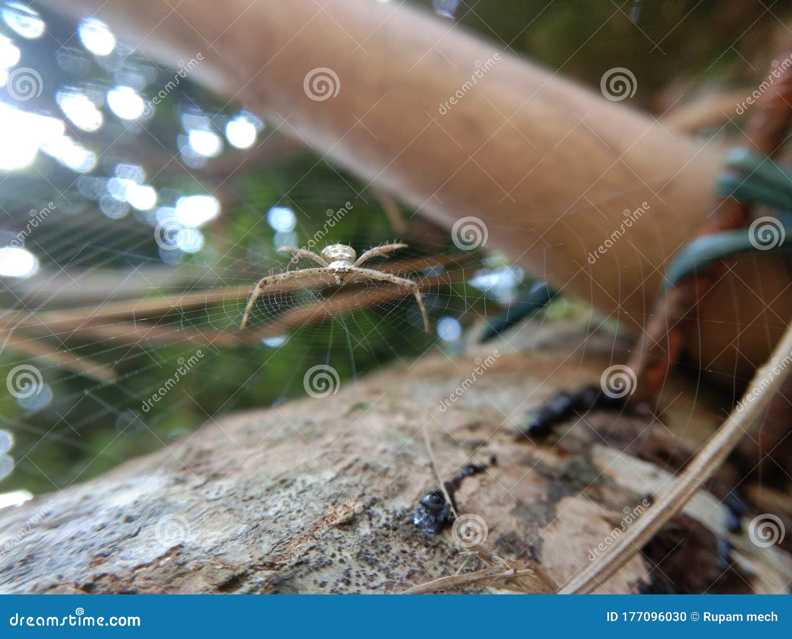 Spider Assam local spider stock photo. Image of nature - 177096030