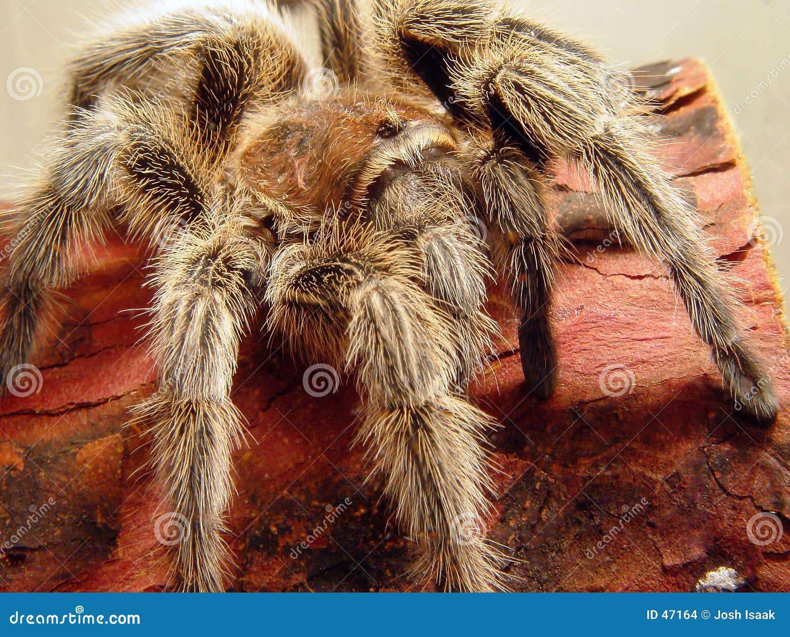 Spider Attack Stock Images - Image: 47164
