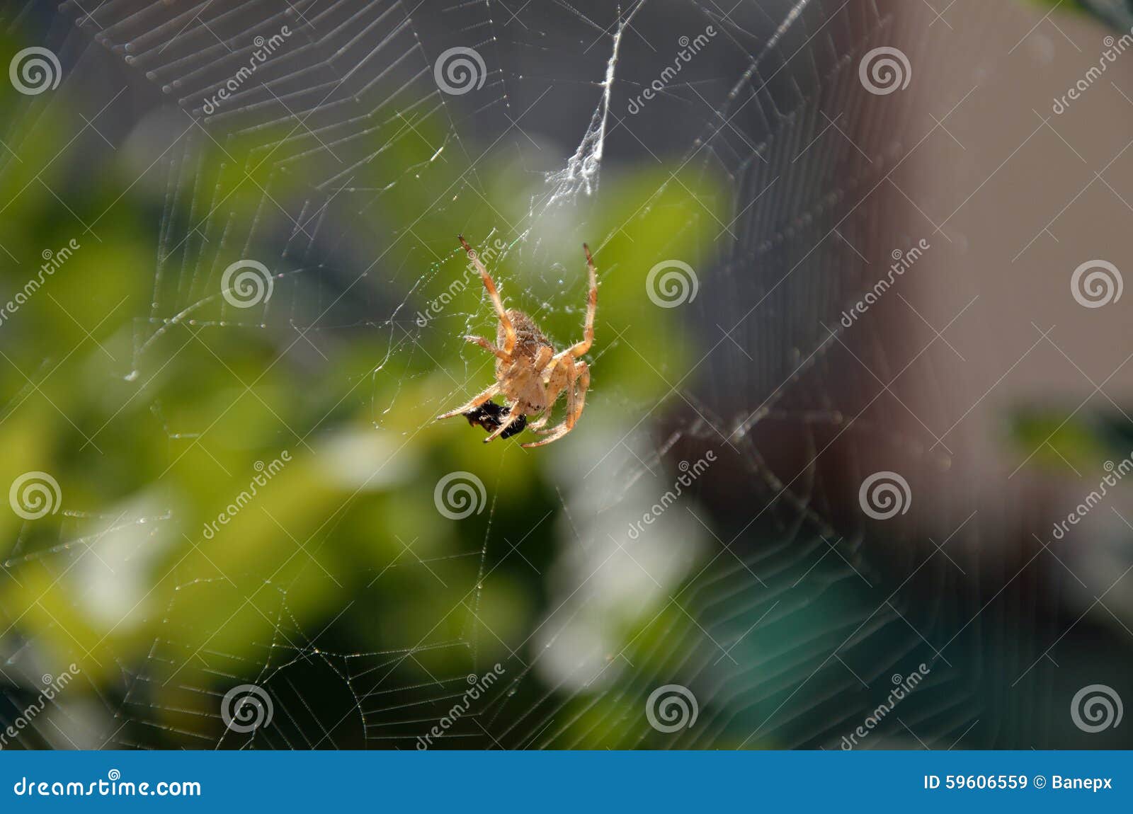 Spider attack stock image. Image of close, natural, trap - 59606559