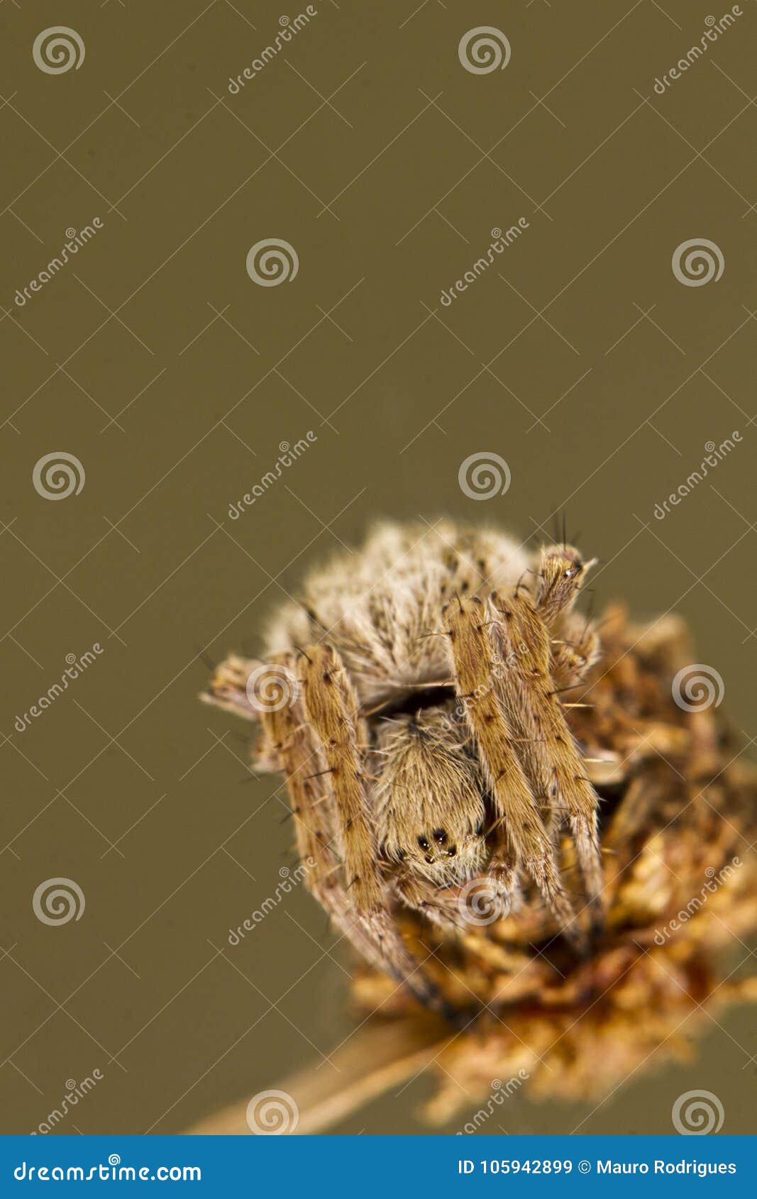 Spider on attack position stock image. Image of legs - 105942899