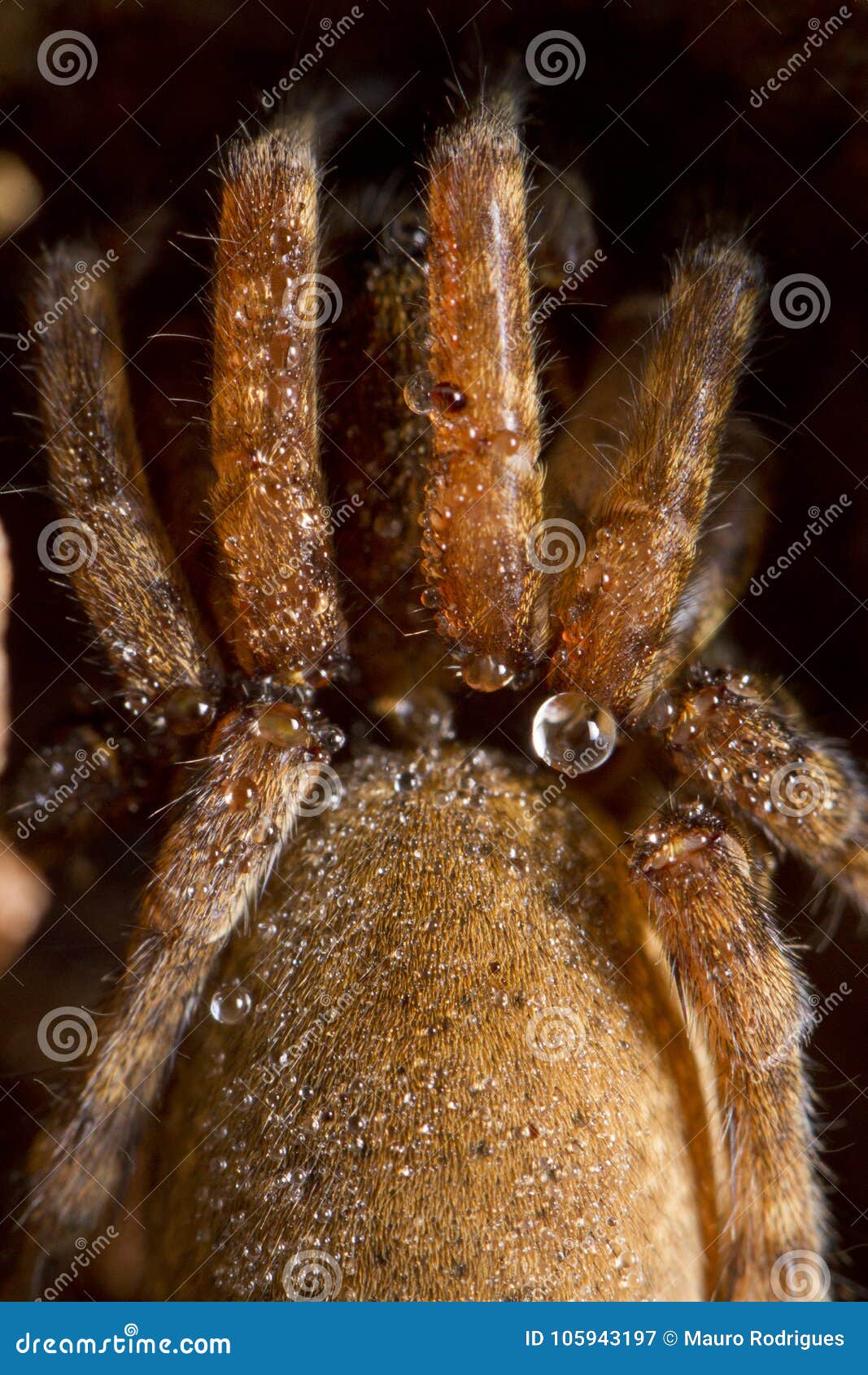 Spider on attack position stock image. Image of nature - 105943197