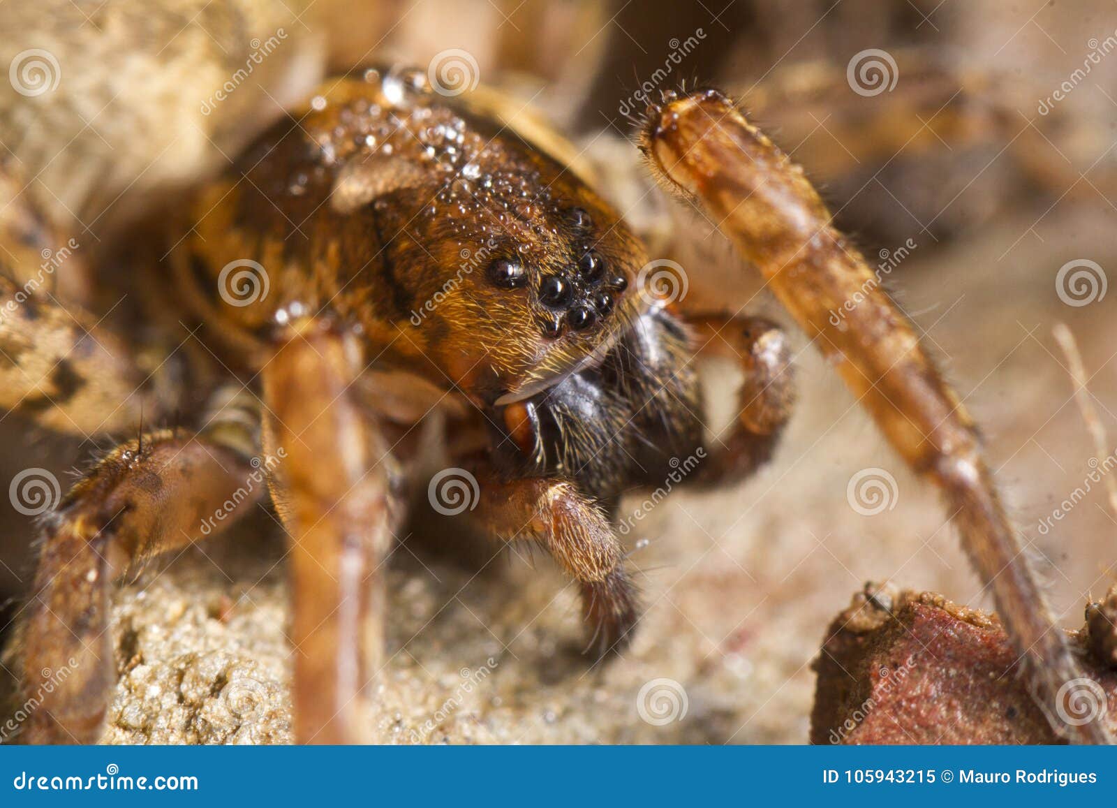 Spider on attack position stock image. Image of arachnida - 105943215