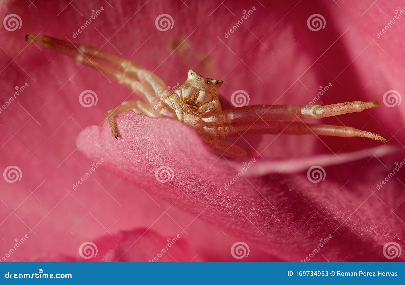 Spider in attack position stock image. Image of texture - 169734953