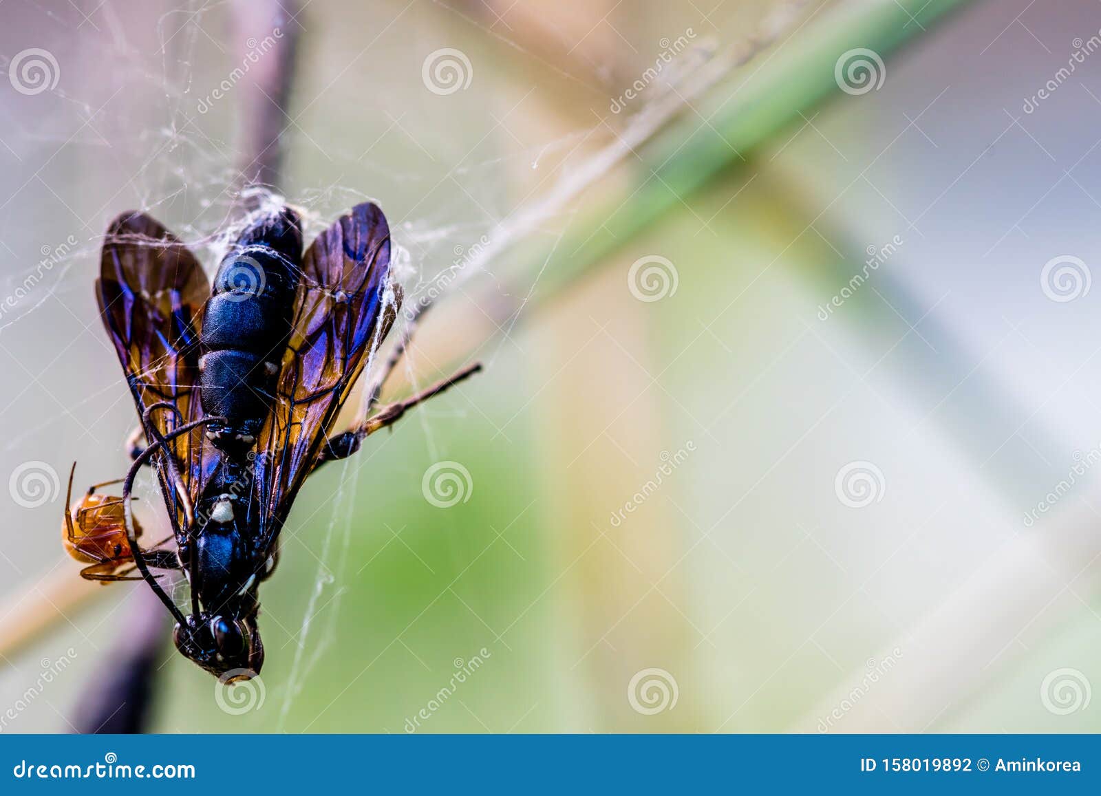 Winged Insect. Insect With Long Wings. Sit On Hand Royalty-Free Stock ...