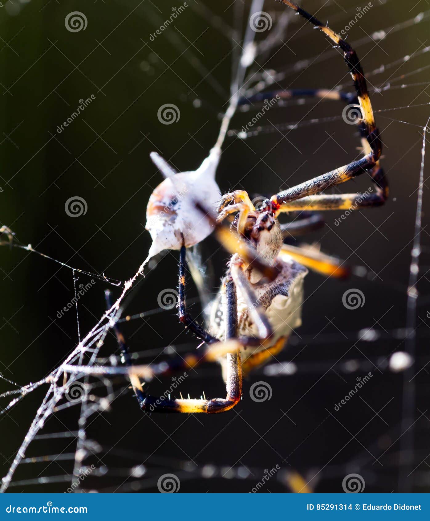 Spider attacking a bug stock photo. Image of close, white - 85291314