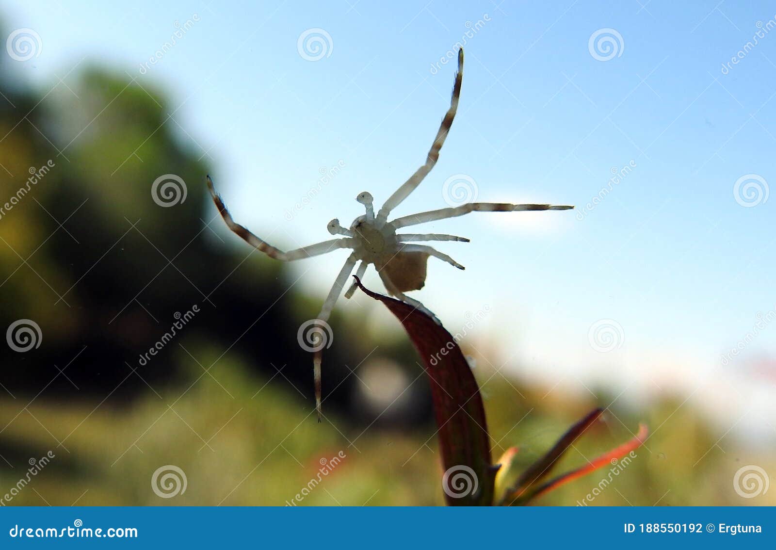 A spider attacking stock photo. Image of animals, natura - 188550192