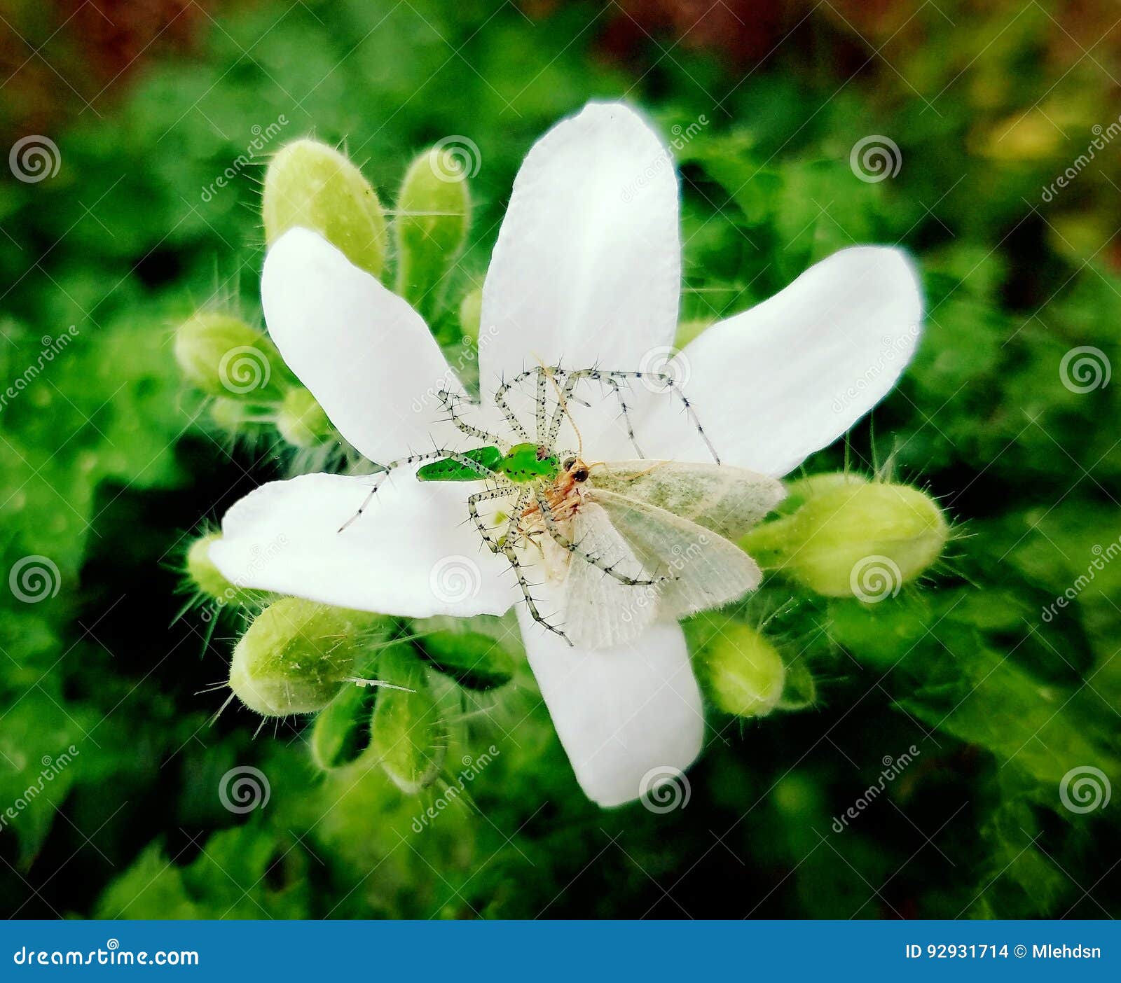 Spider Predator and Moth Prey Stock Photo - Image of moth, helpless ...