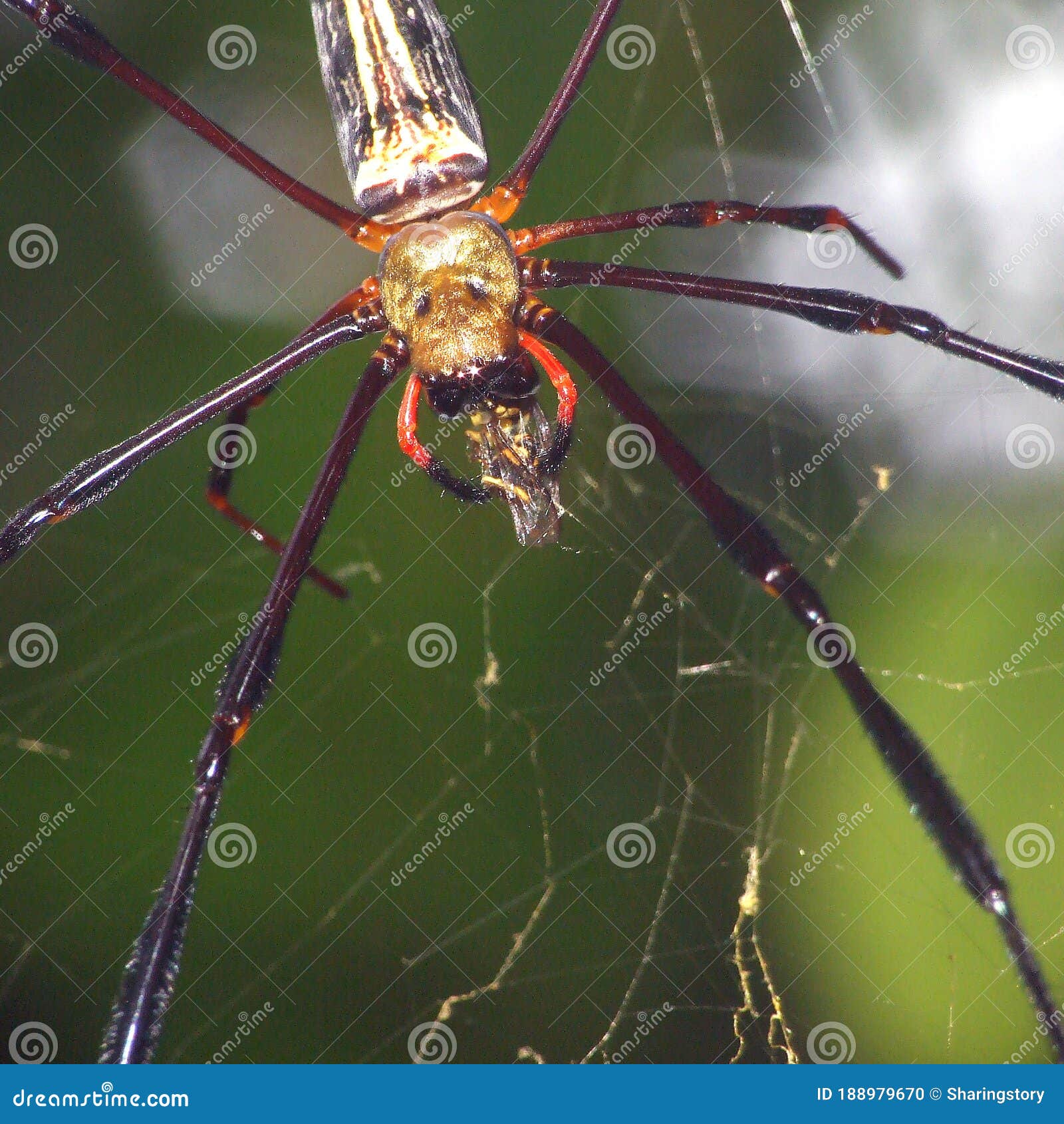 Spider attacks victim stock photo. Image of night, spider - 188979670