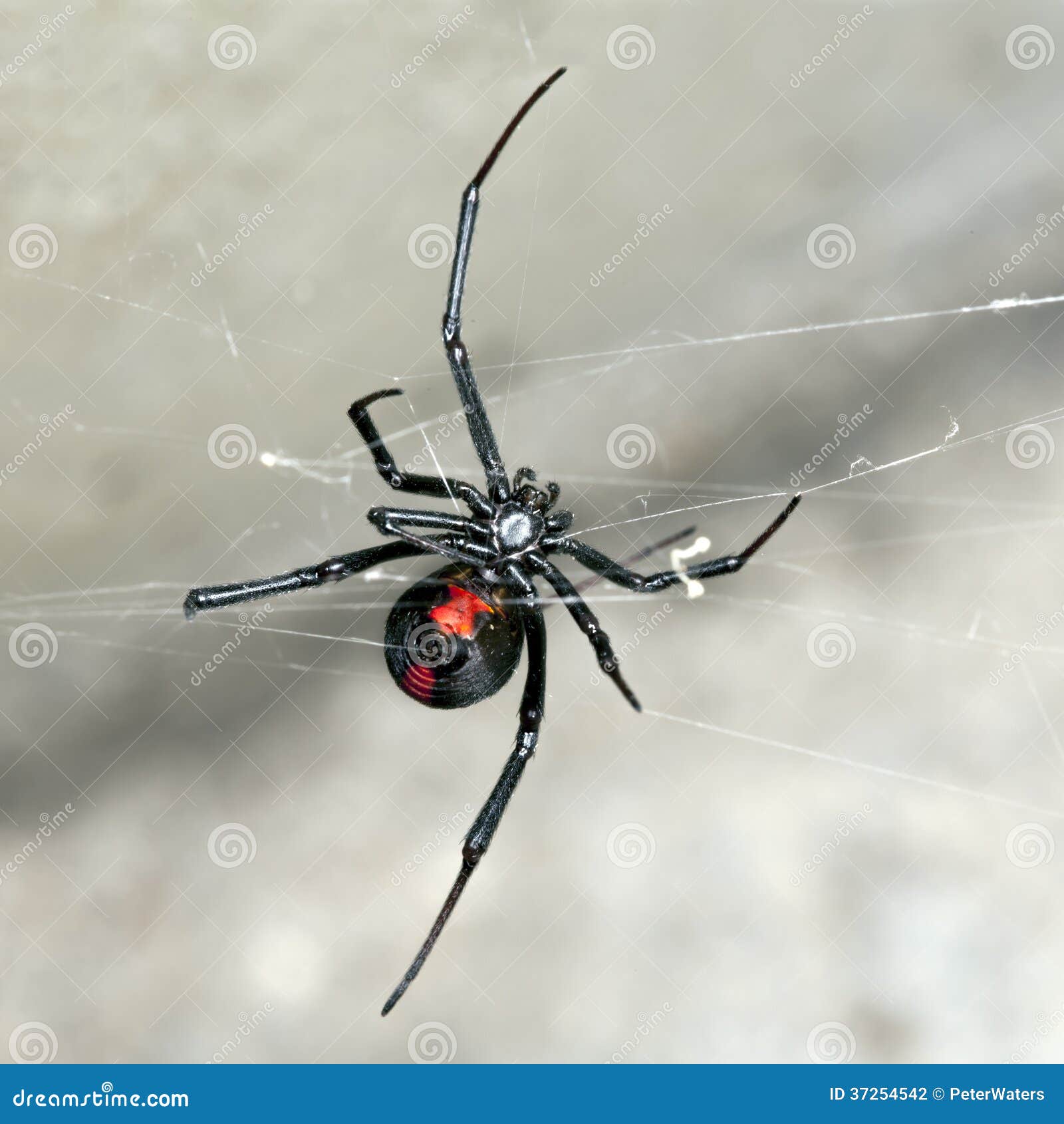 Spider, Australian Red-back, Female Spider at Rest on Web Stock Photo ...