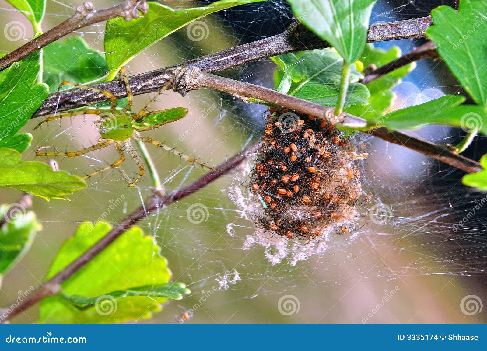 Spider and babies stock photo. Image of southern, lynx - 3335174