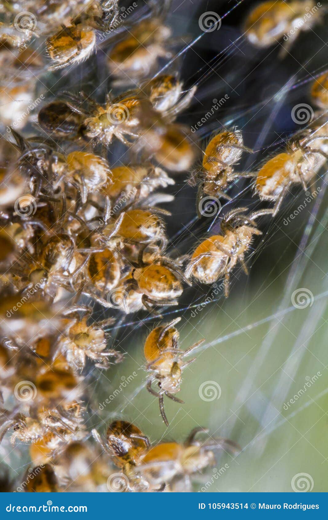 Spider babies on a web stock photo. Image of spring - 105943514