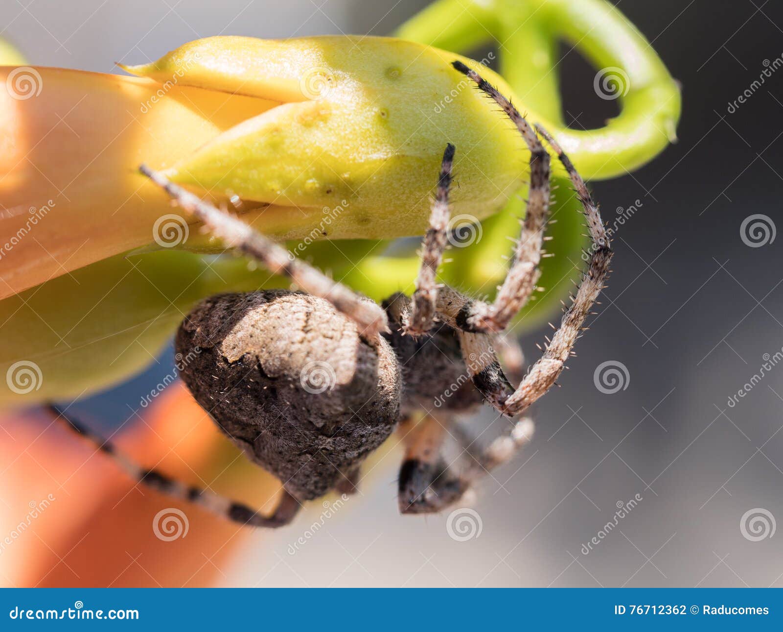 Spider back closeup stock photo. Image of biology, macro - 76712362