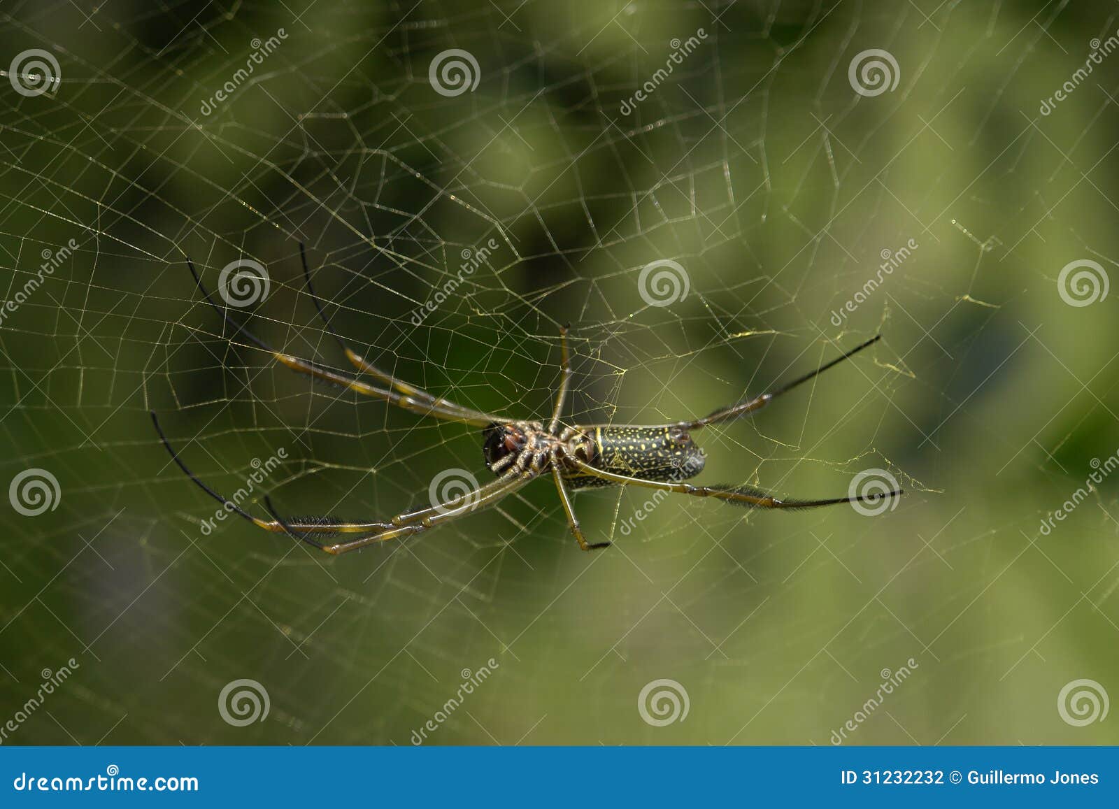 Spider stock photo. Image of park, zoology, pattern, nature - 31232232