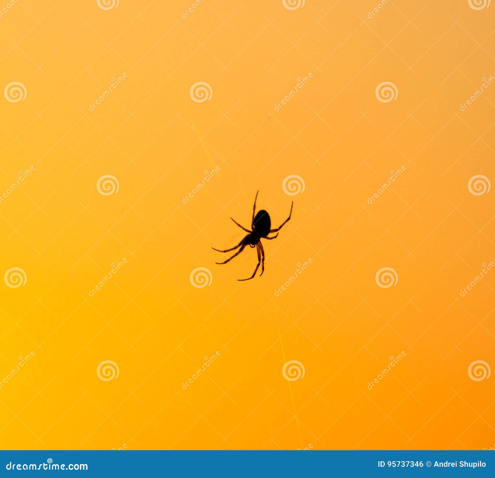 Spider on the Background of a Golden Sunset Stock Photo - Image of ...
