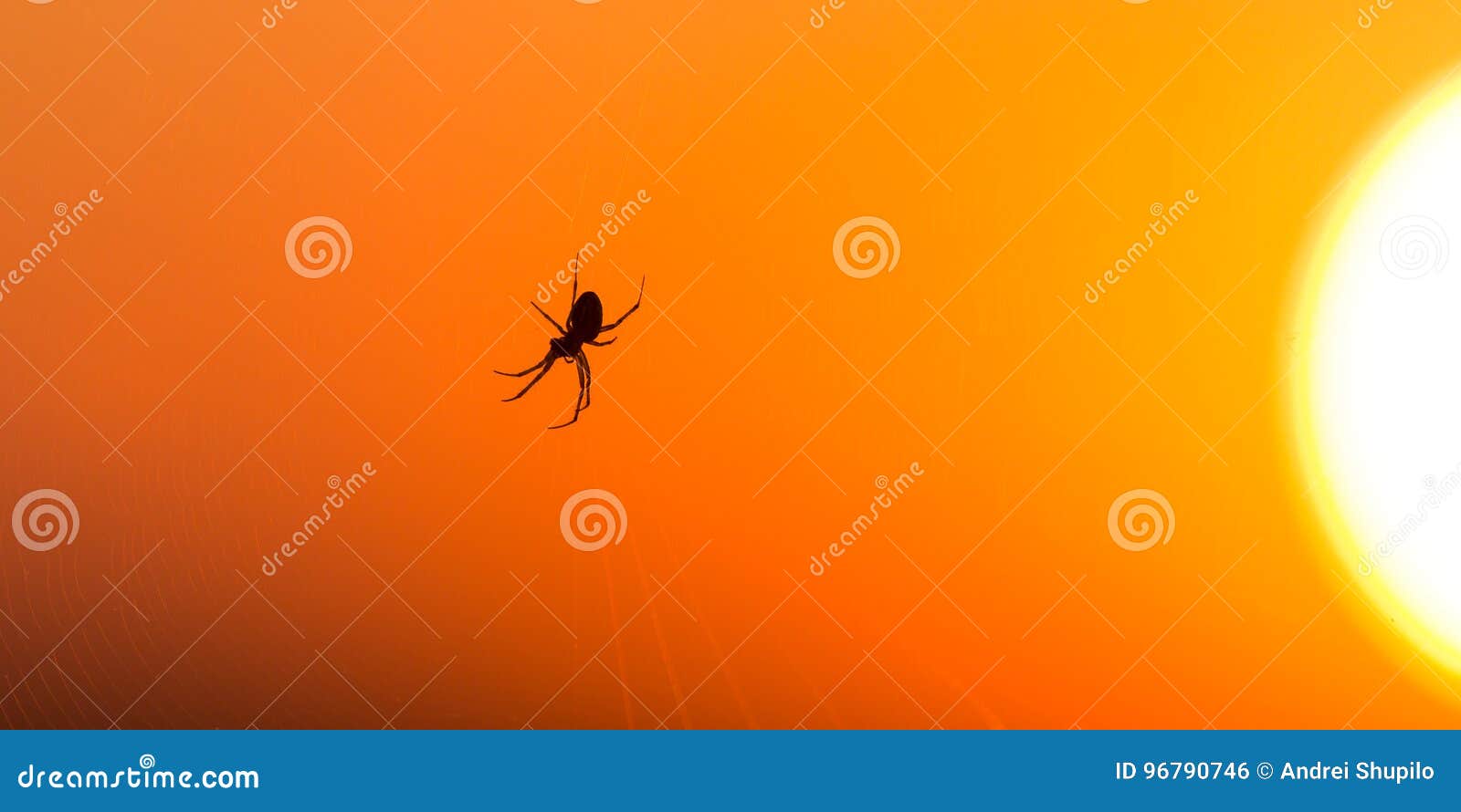 Spider on the Background of a Golden Sunset Stock Photo - Image of ...