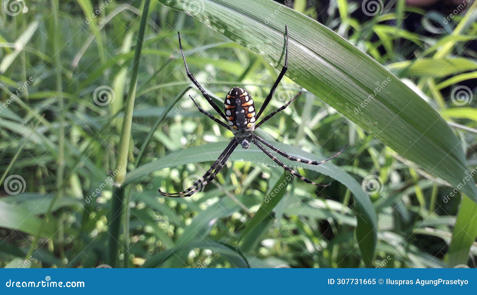 A Spider on a Background of Green Wild Grass Stock Image - Image of ...