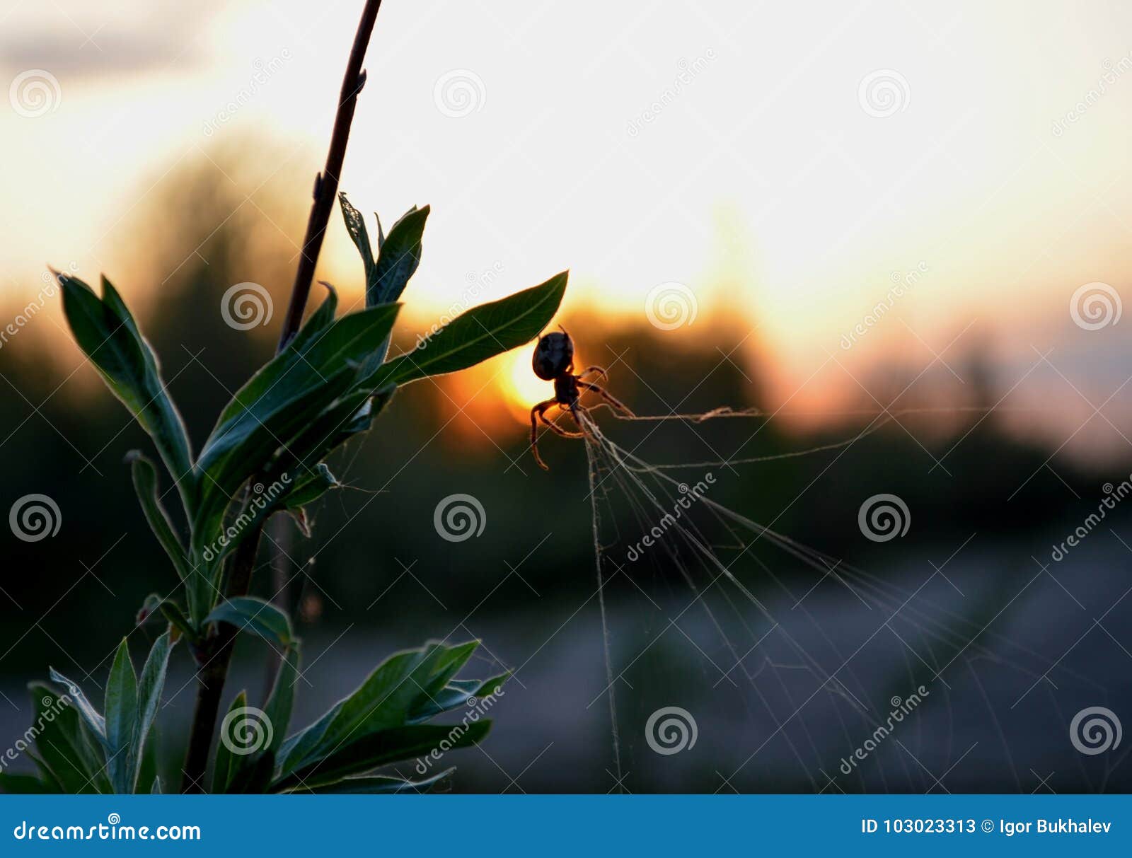 Spider at sunset stock image. Image of insect, natural - 103023313