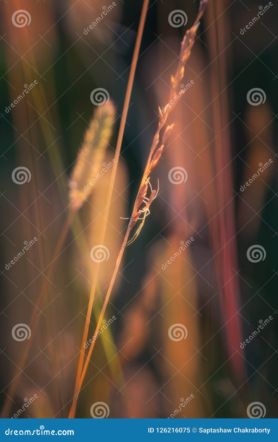 A Spider backlit at sunset stock image. Image of canada - 126216075