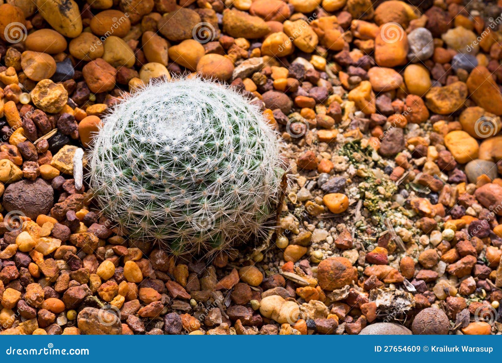 Spider Ball Cactus stock image. Image of rocks, nature - 27654609