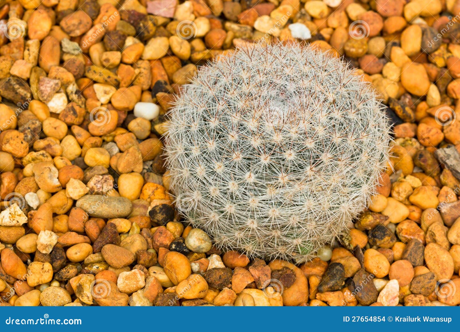 Spider Ball Cactus stock photo. Image of garden, thorny - 27654854