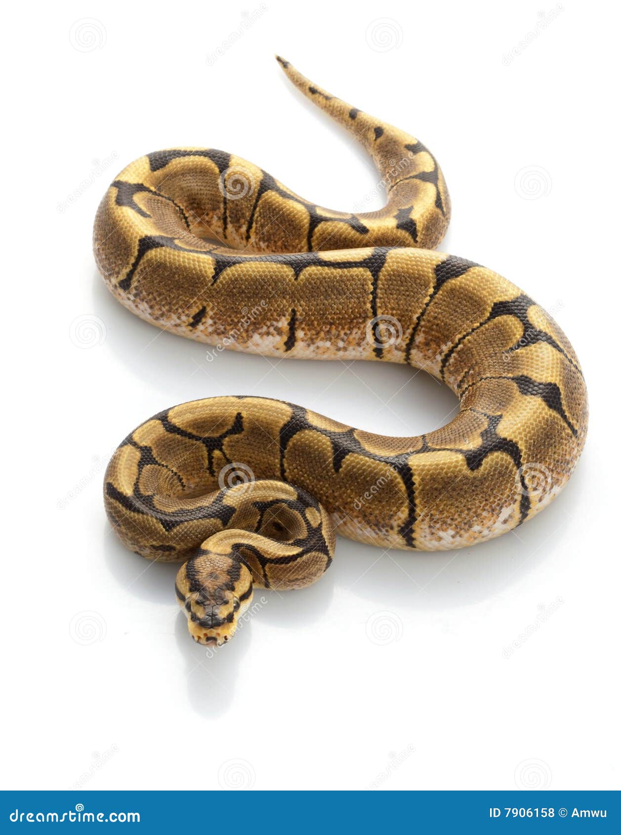Spider Ball Python stock photo. Image of exotic, wildlife - 7906158