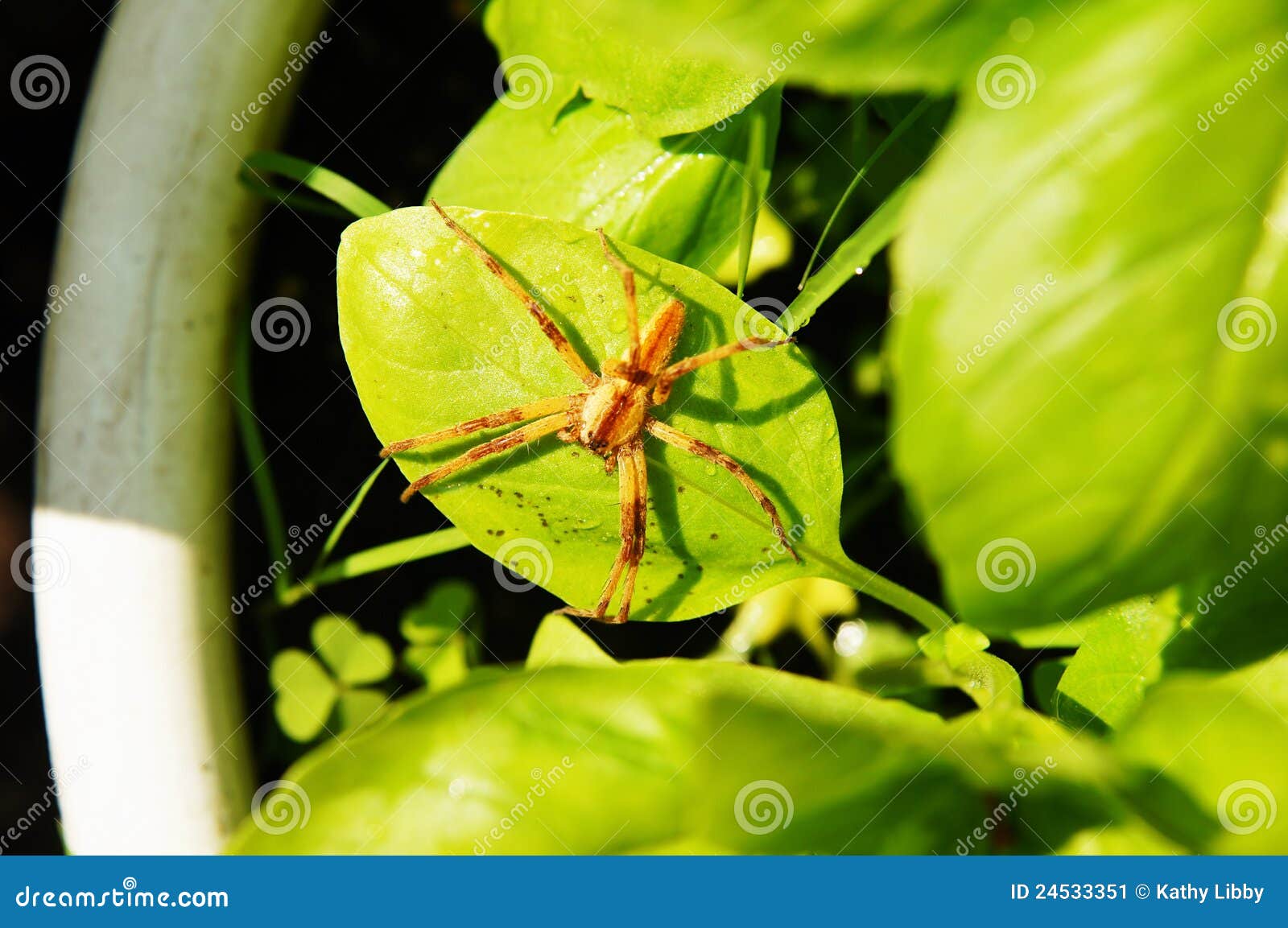 Spider on Basil stock image. Image of spider, insect - 24533351