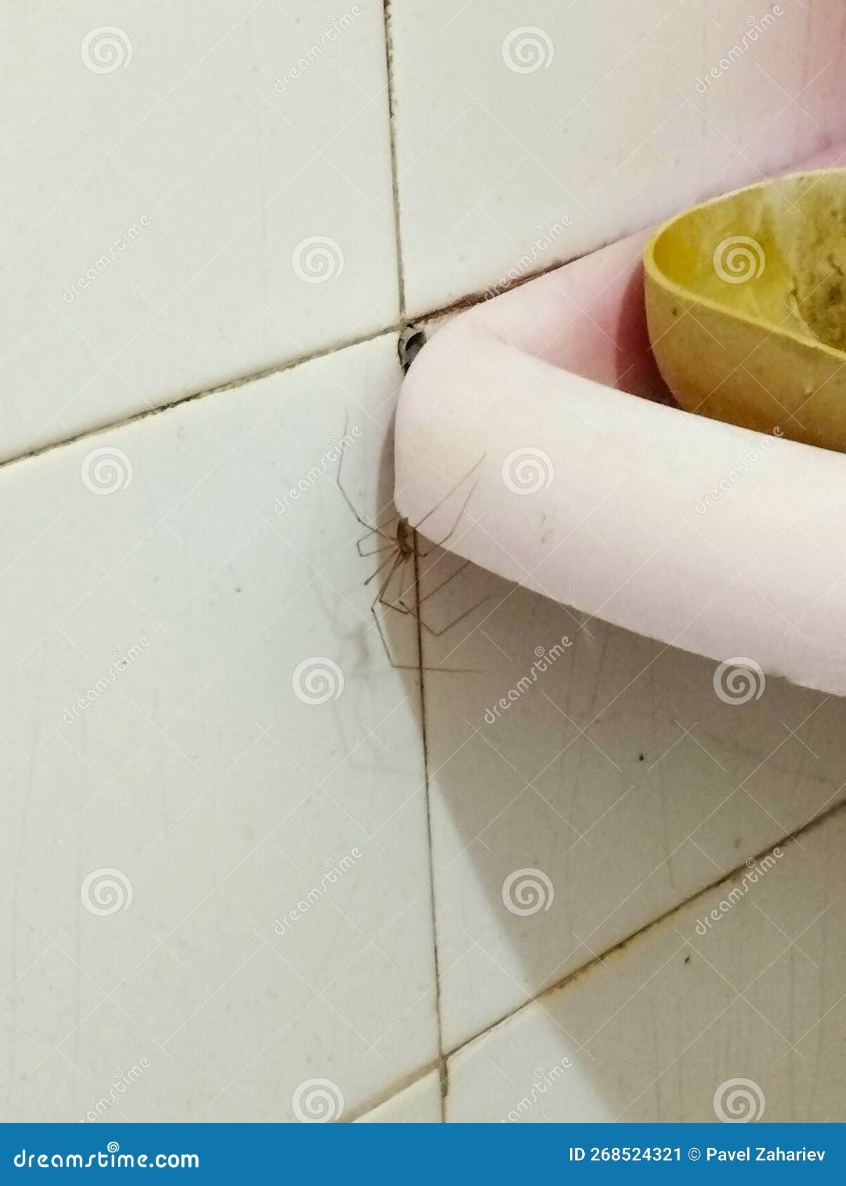 Spider in the bathroom stock image. Image of animals - 268524321