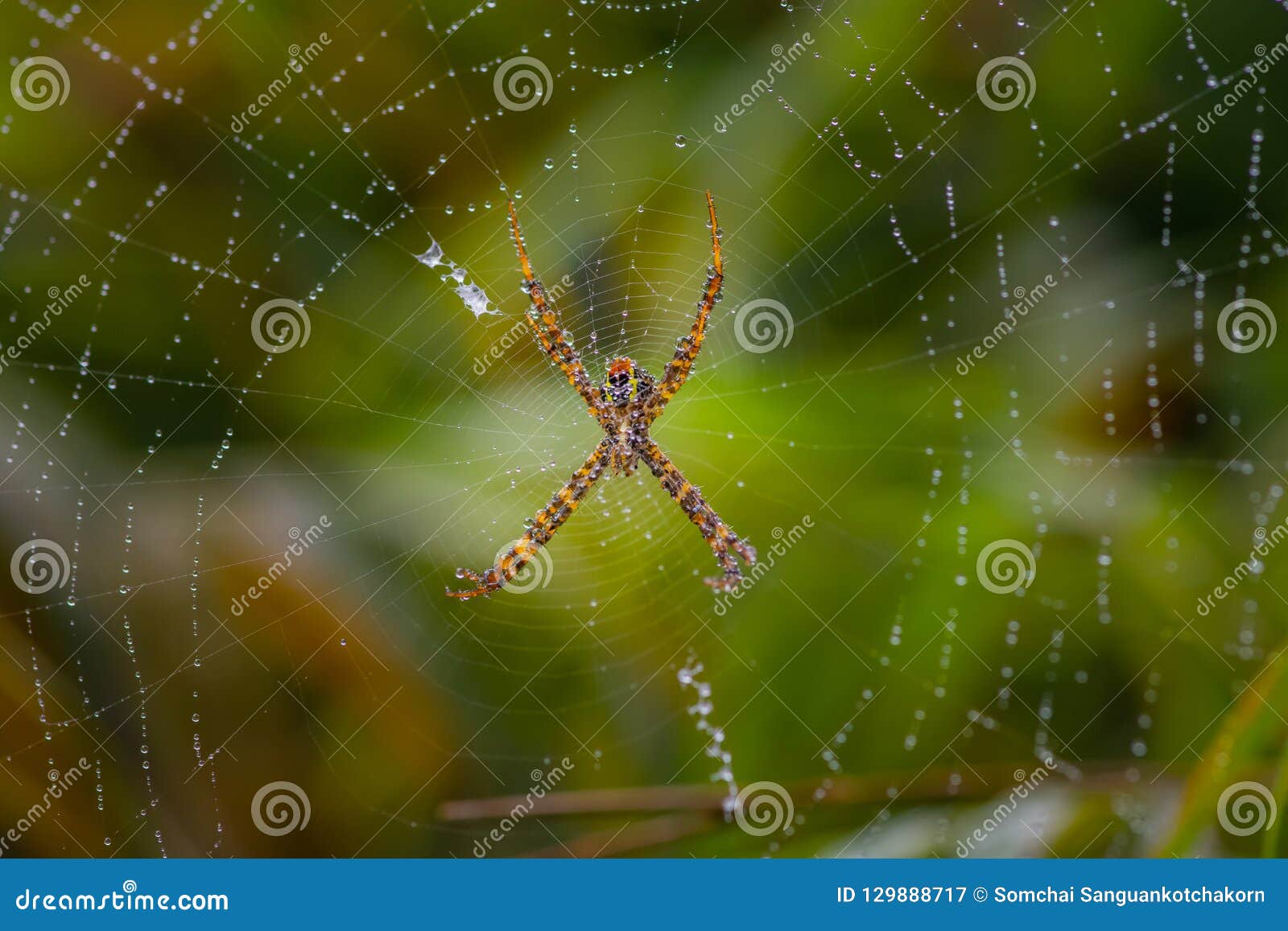 Spider with Beautiful Spiderweb with Raindrop Stock Image - Image of ...