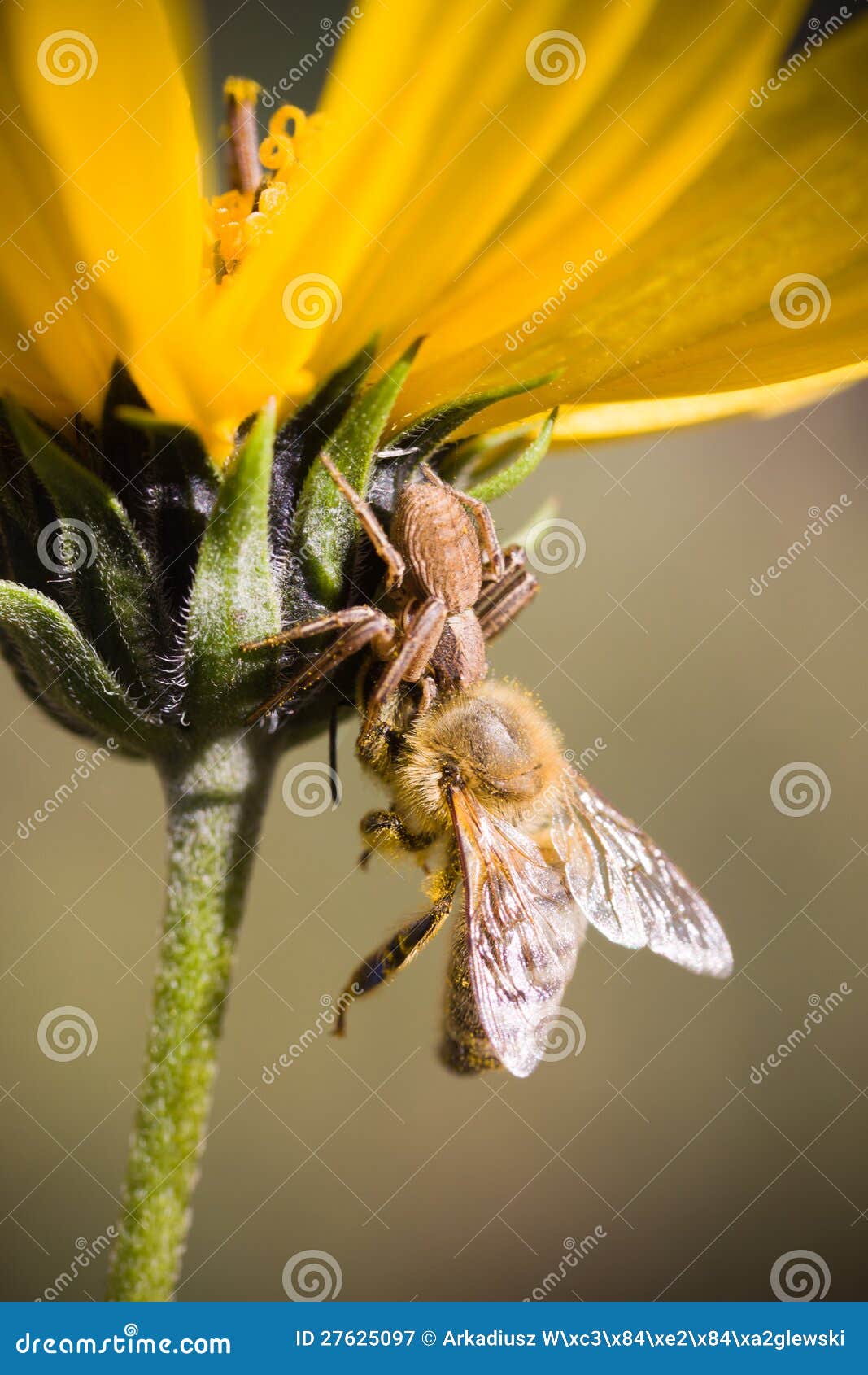 Spider and bee stock image. Image of sunflowers, leaf - 27625097