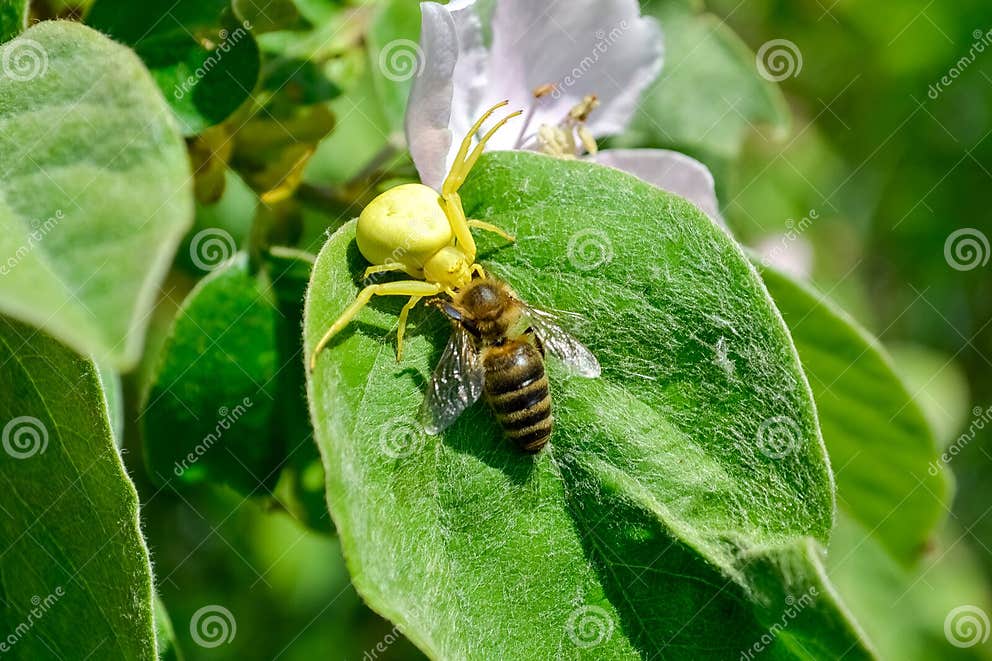The spider and the bee stock photo. Image of leaf, bite - 315025754