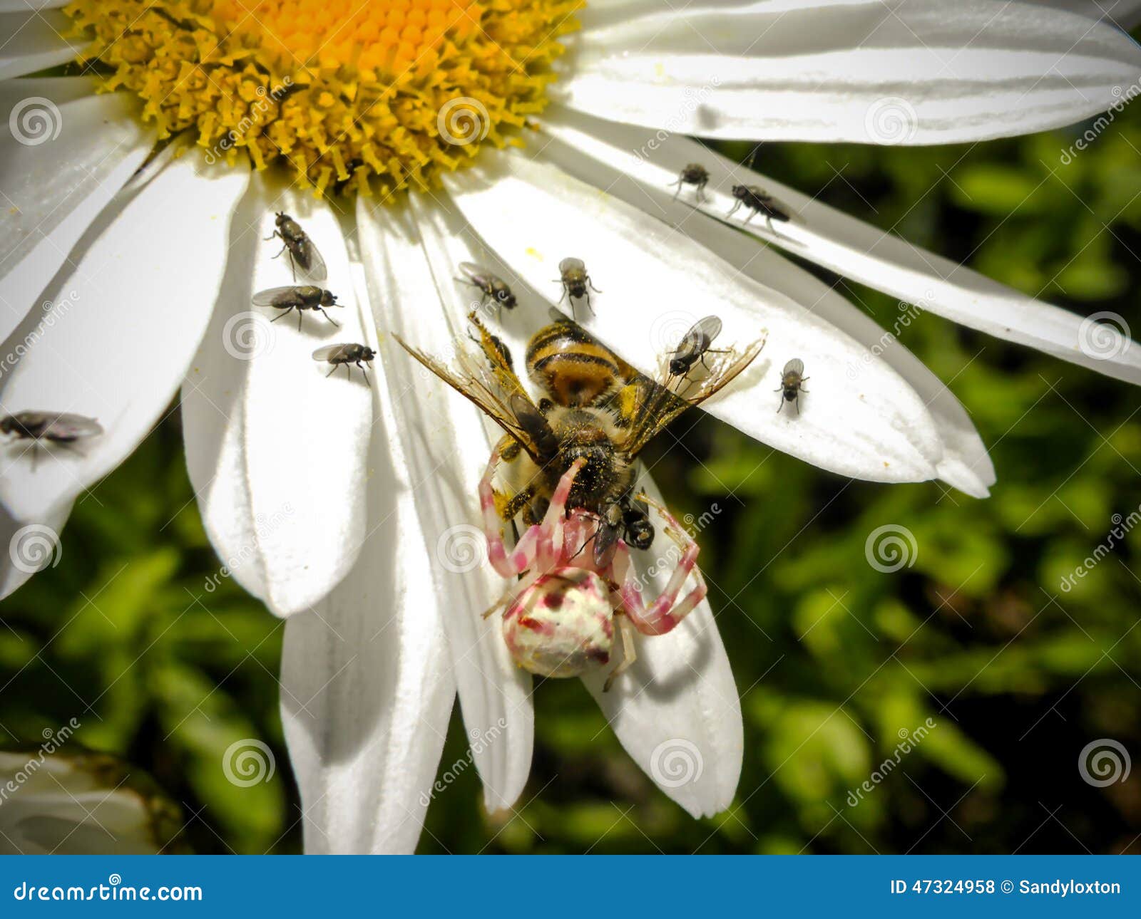 The Spider and the Bee.....and Flies Stock Photo - Image of honey, bees ...