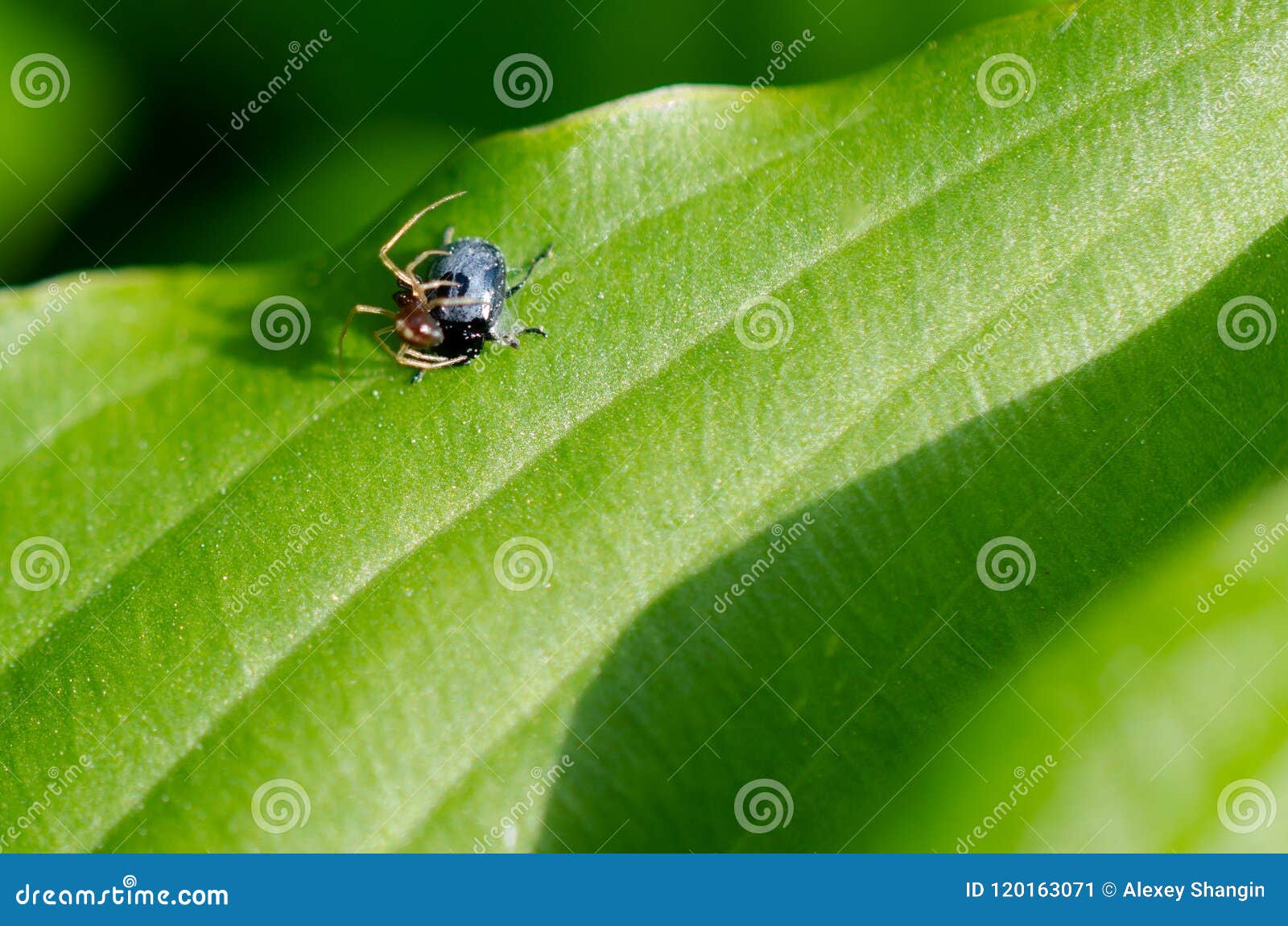 The Spider and Beetle Fight Stock Image - Image of survives, increase ...