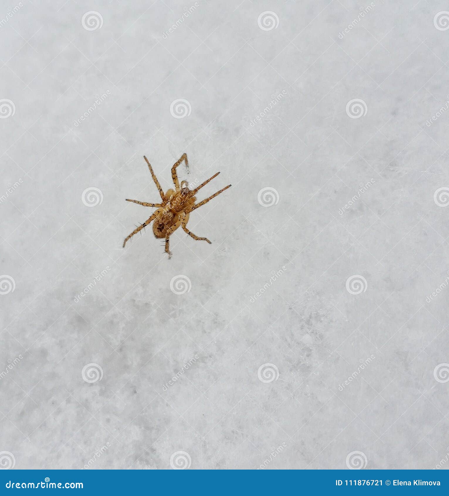 Spider stock image. Image of snow, spider, insects, white - 111876721