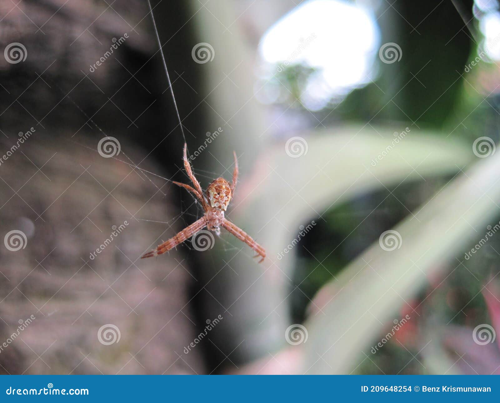 The Spider Behind the House Stock Photo - Image of wildlife, garden ...