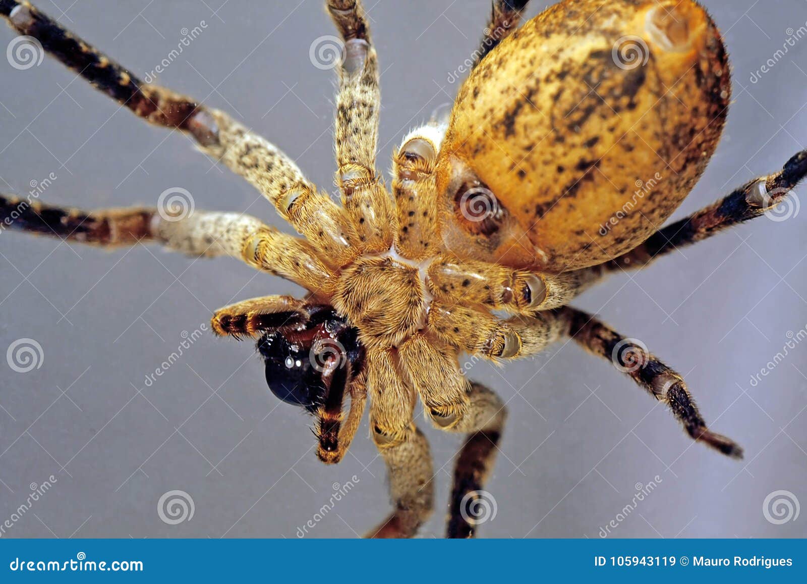 Spider belly stock image. Image of magnification, arachnida - 105943119