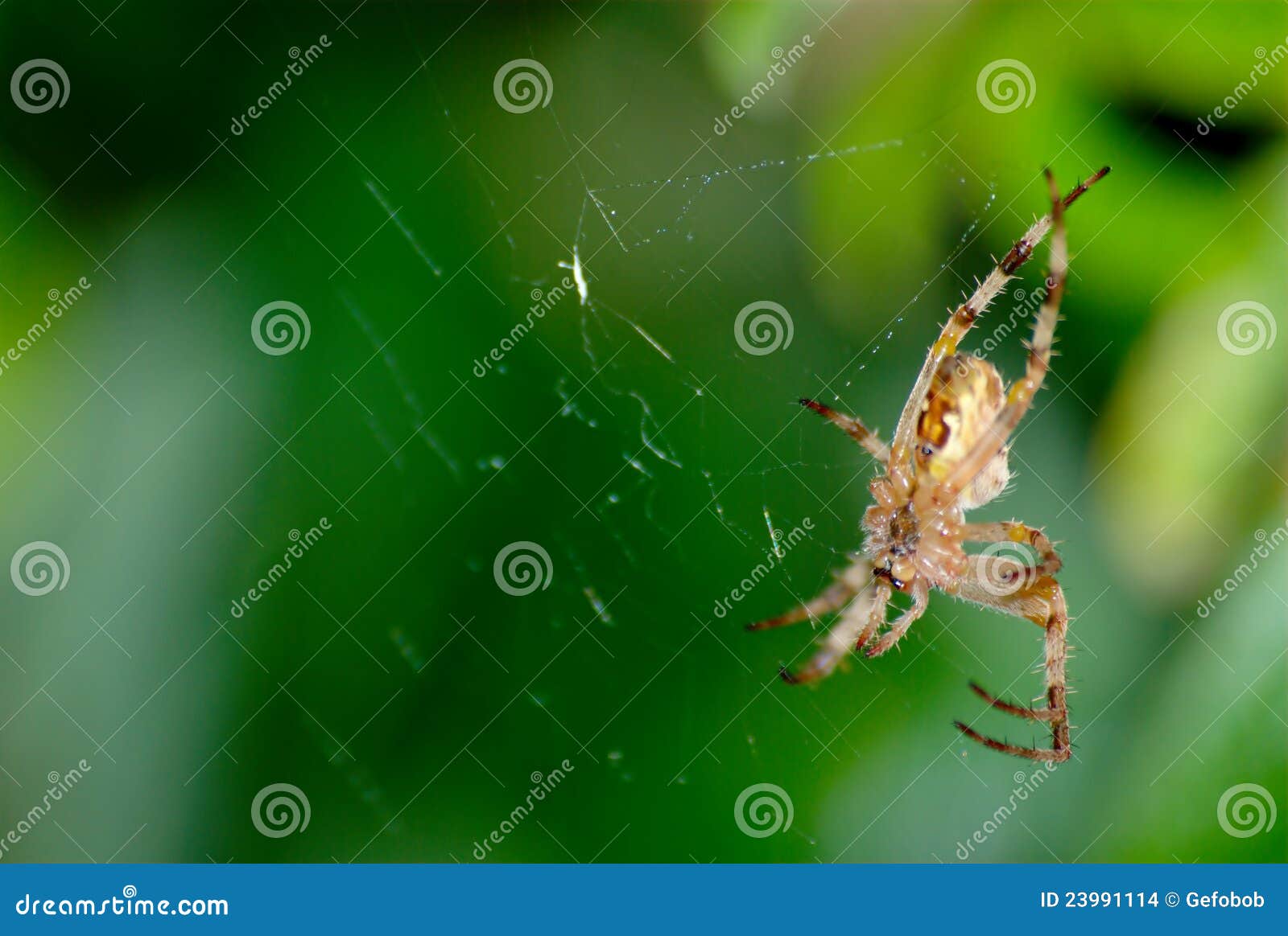 Spider from below stock photo. Image of fear, nature - 23991114