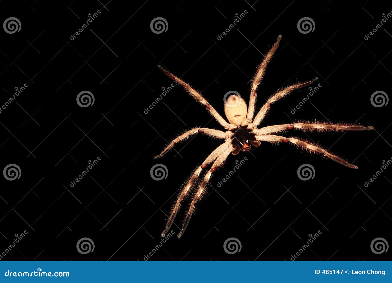Spider from Below stock image. Image of black, furry, fang - 485147